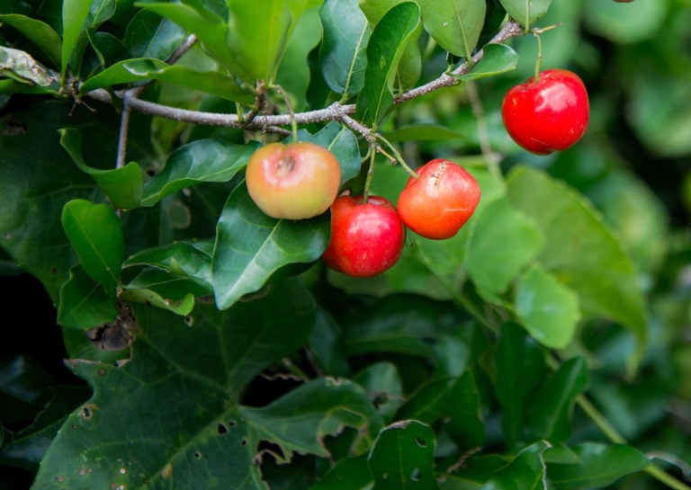 Barbados Cherry - Healthier Steps