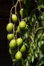 What Is June Plum? - Healthier Steps