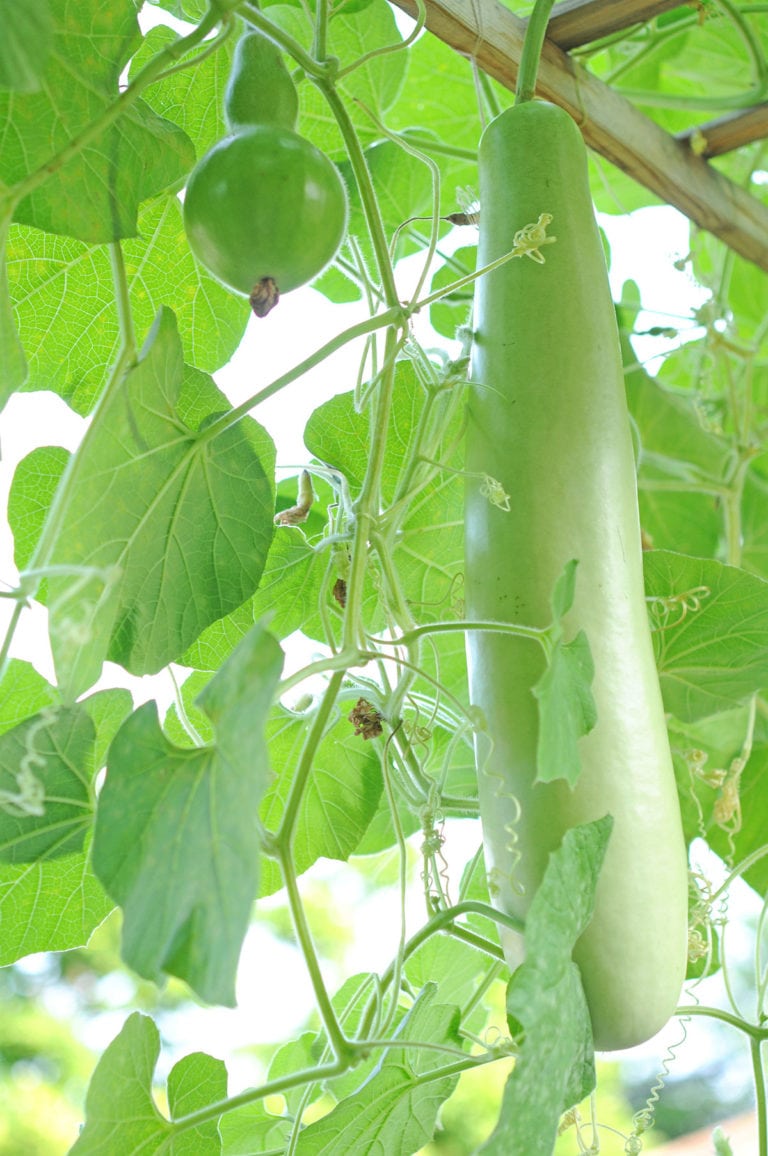 Long Squash - Healthier Steps