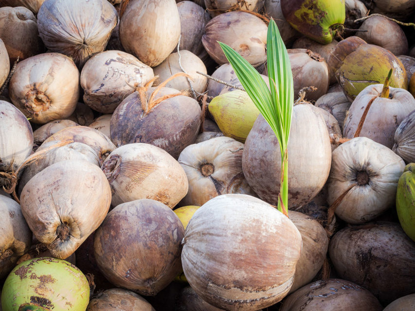 Benefits of Coconut Oil for Brain Health and More - Healthier Steps