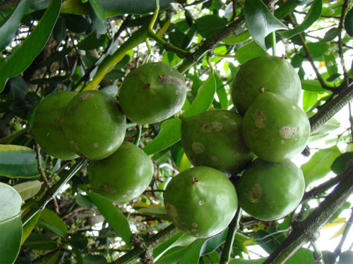 Fruits That Start With G - Healthier Steps