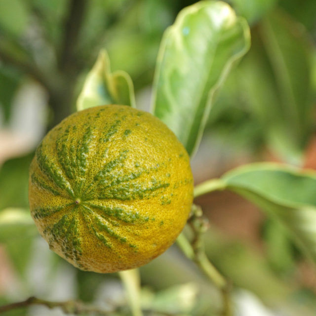 Fruits That Start With D - Healthier Steps