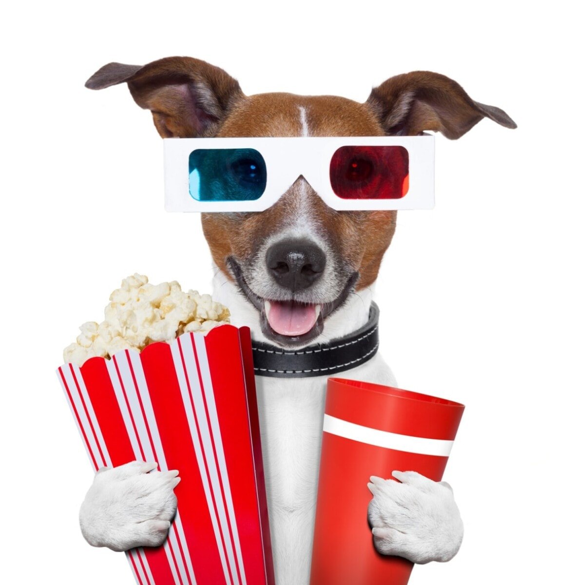 Can Dogs Eat Popcorn? - Healthier Steps
