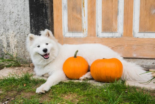 Pet Safe Thanksgiving Tips - Healthier Steps