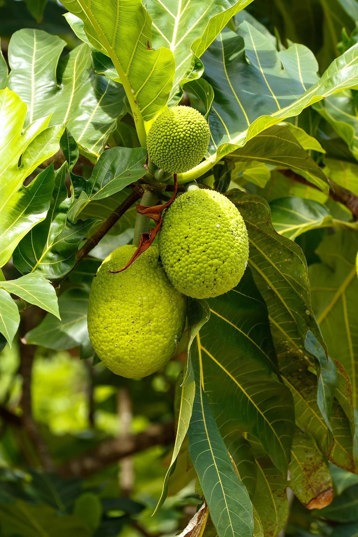 Breadfruit Healthier Steps Breadfruit Healthier Steps