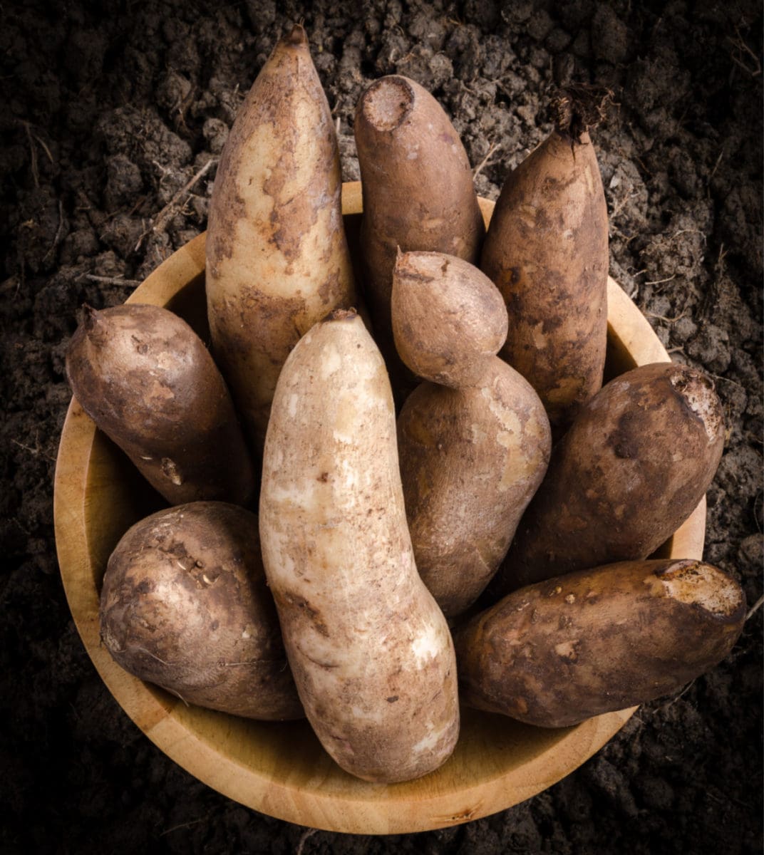 Yacon - Healthier Steps