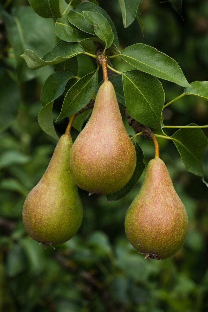 Pear Benefits - Healthier Steps
