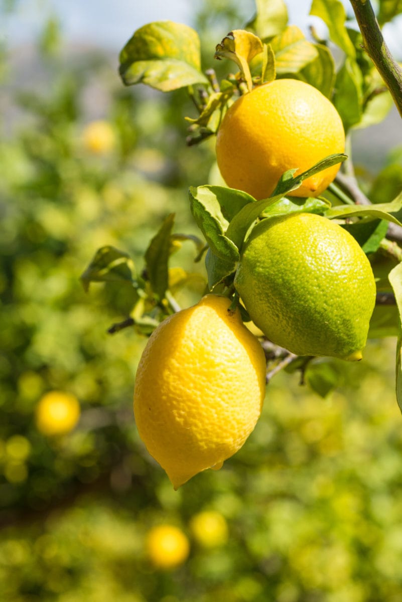 How To Tell If A Lemon Is Ripe? - Healthier Steps