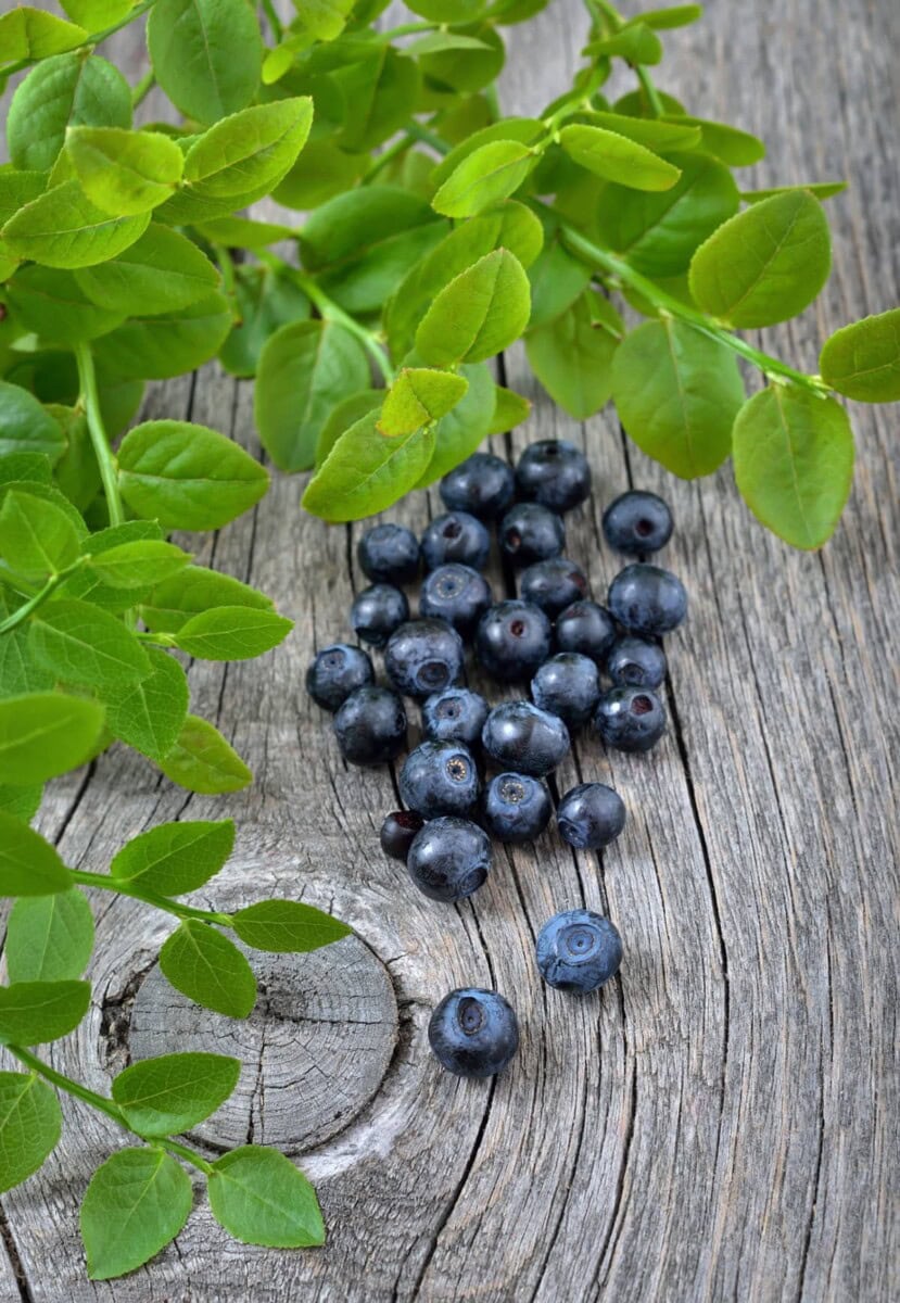Bilberry Benefits - Healthier Steps