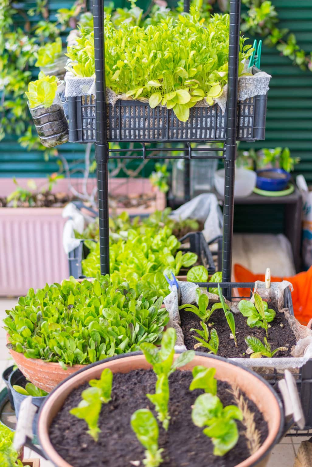 Easy Fruits And Vegetables To Grow - Healthier Steps