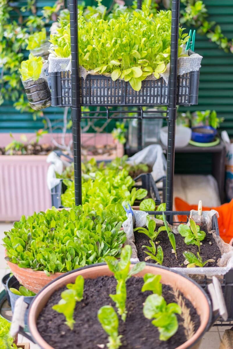 Easy Fruits And Vegetables To Grow - Healthier Steps