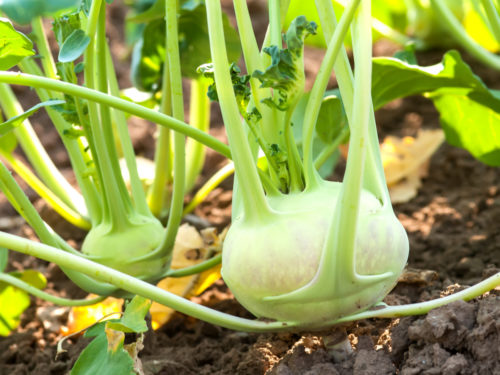 13 Best White Vegetables - Healthier Steps