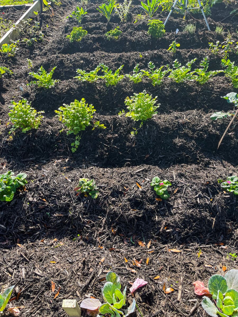The Benefits of Organic Farming: A Comprehensive Look |green
