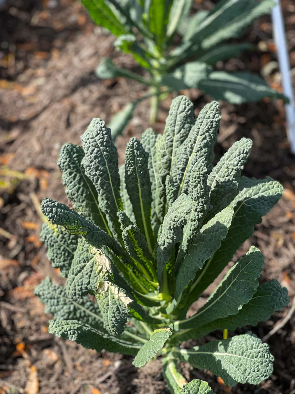 Sukuma Wiki - Healthier Steps