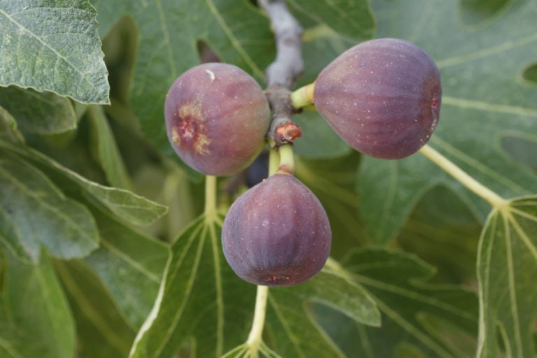 Black Mission Fig - Healthier Steps