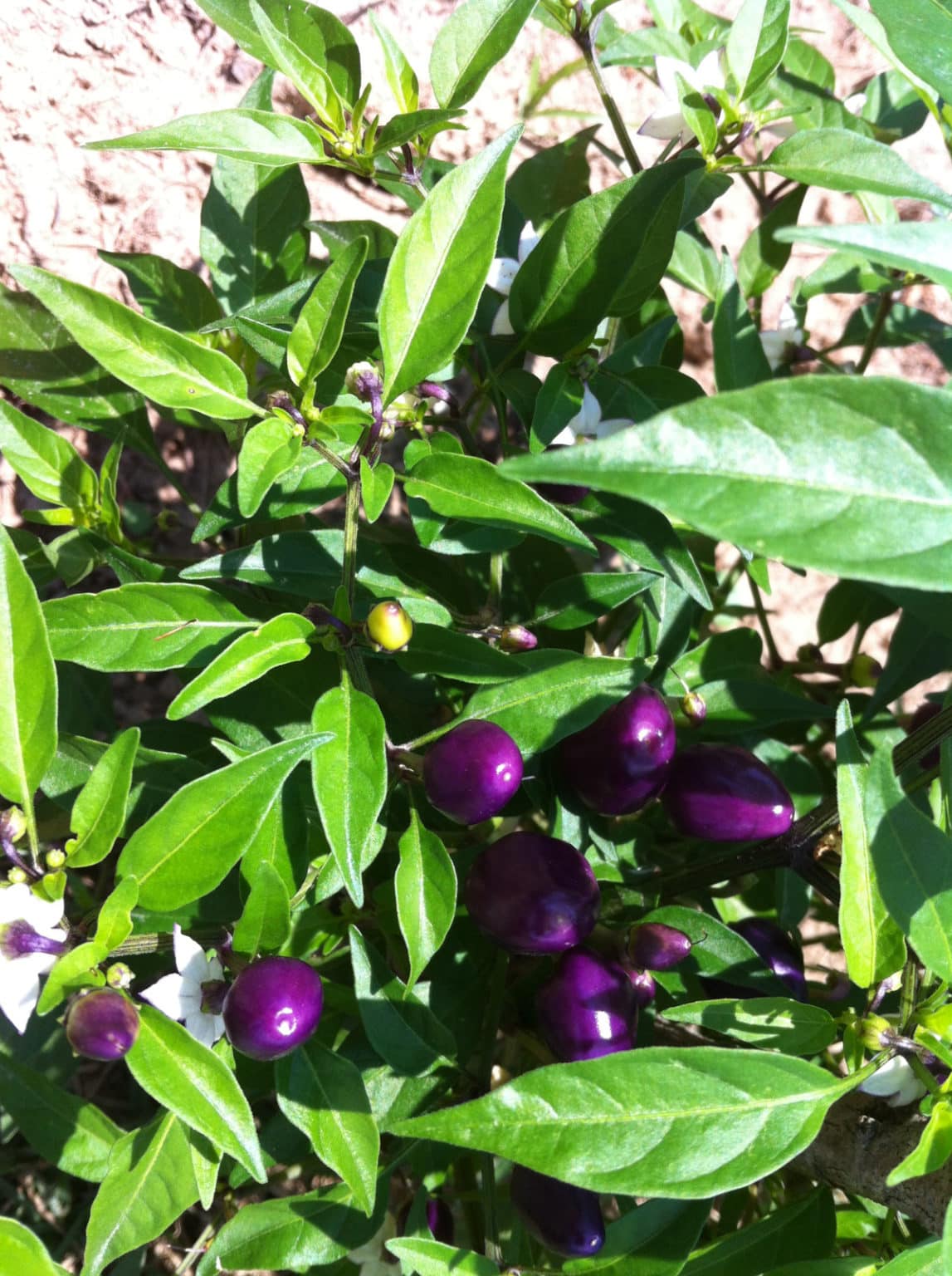 Blue Vegetables - Healthier Steps