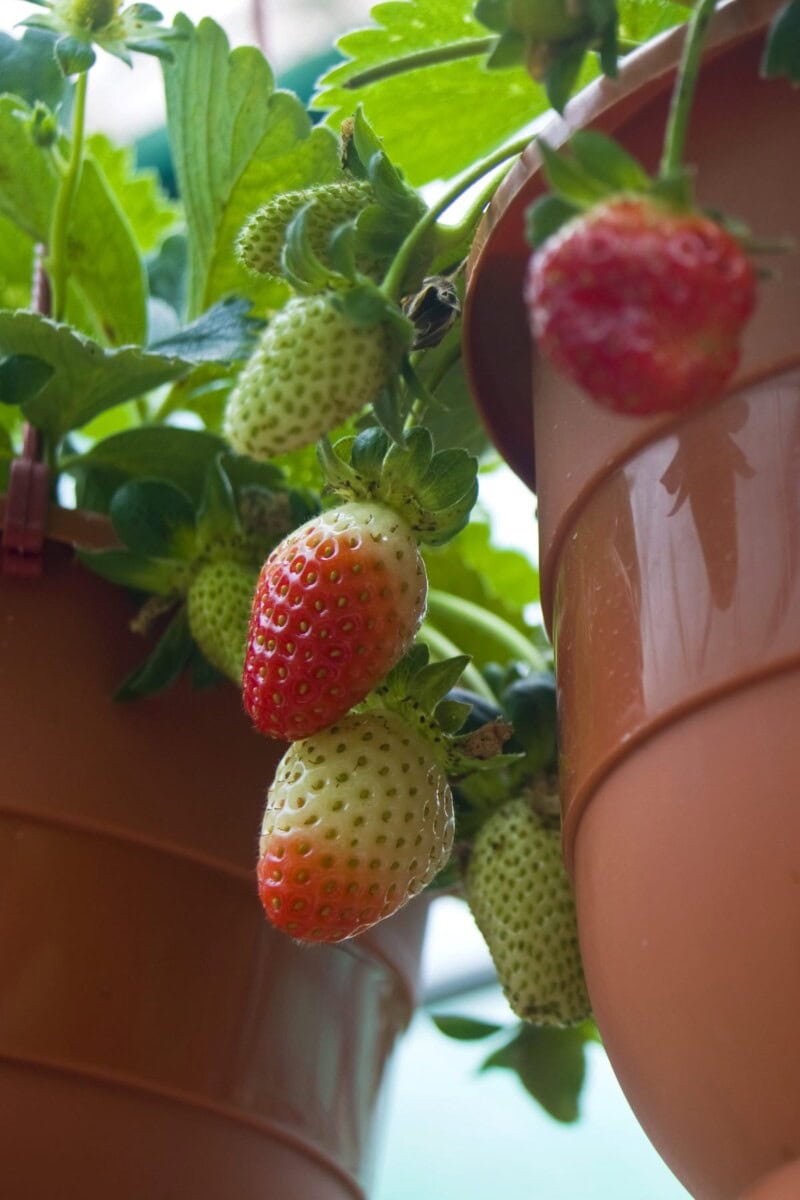Fruits To Grow on a Terrace - Healthier Steps