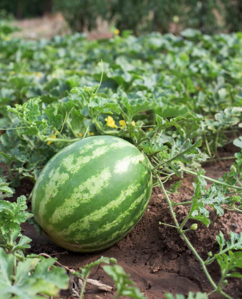 Fruit and Vegetable Buying Guide - Healthier Steps