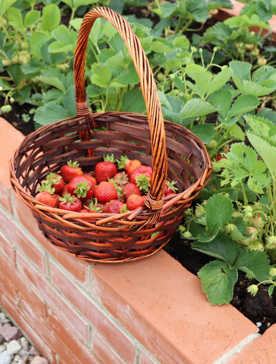 Fruits to Grow in Raised Beds - Healthier Steps