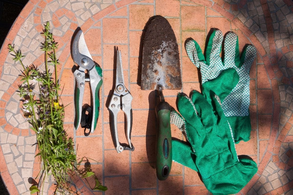 A Guide to Pruning Your Plants - Healthier Steps