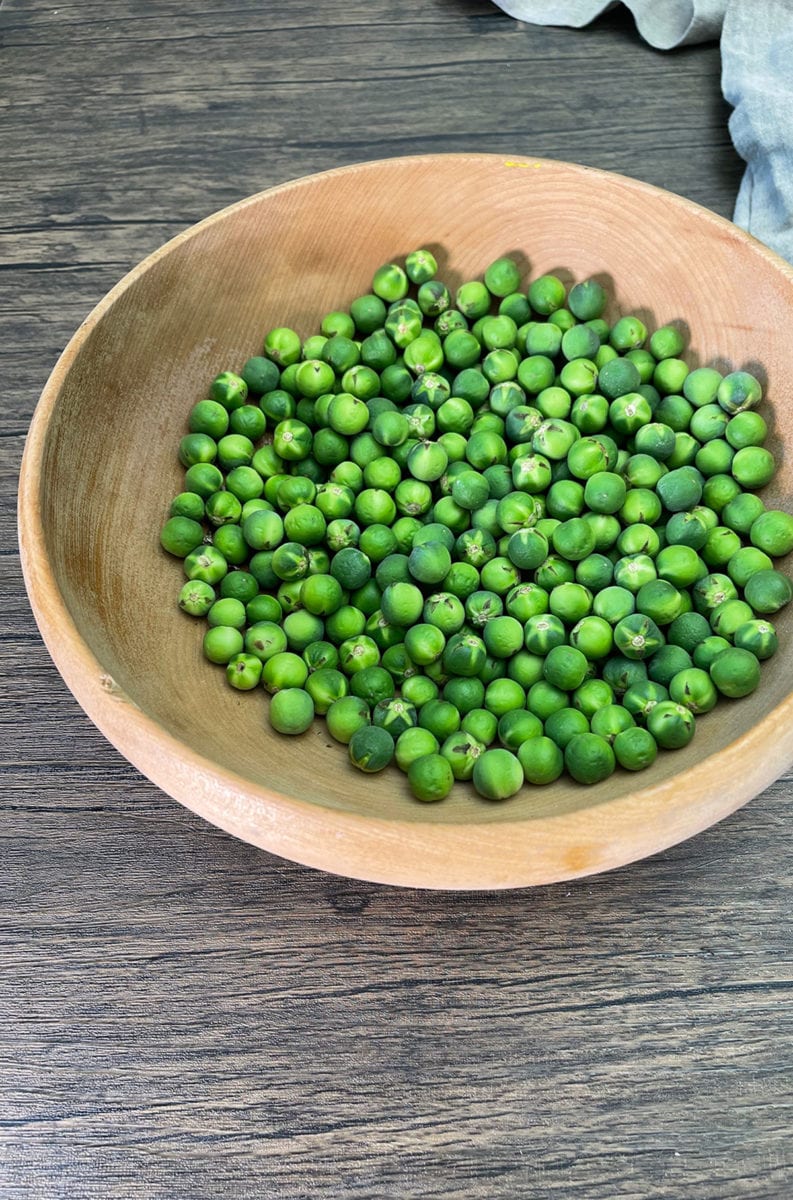 Turkey Berry Health Benefits - Healthier Steps