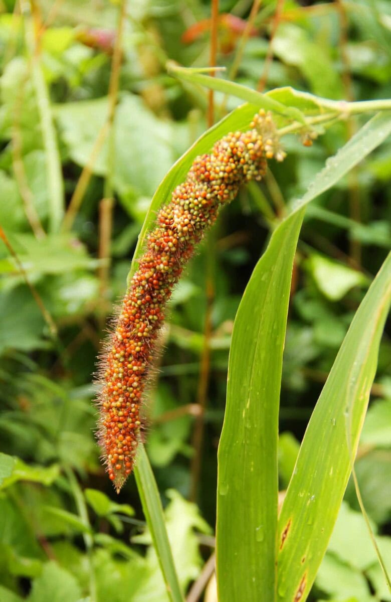 Foxtail Millet Benefits - Healthier Steps