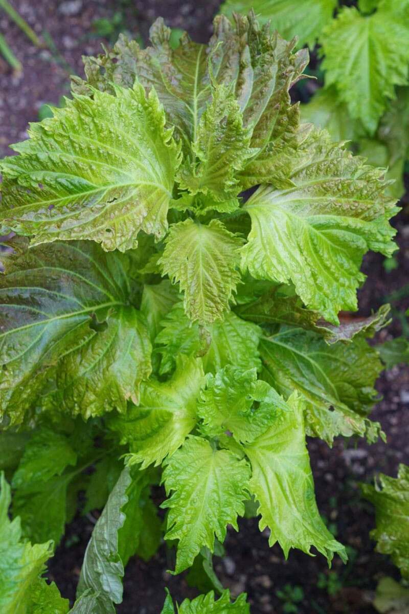 How To Grow Shiso Leaves - Healthier Steps