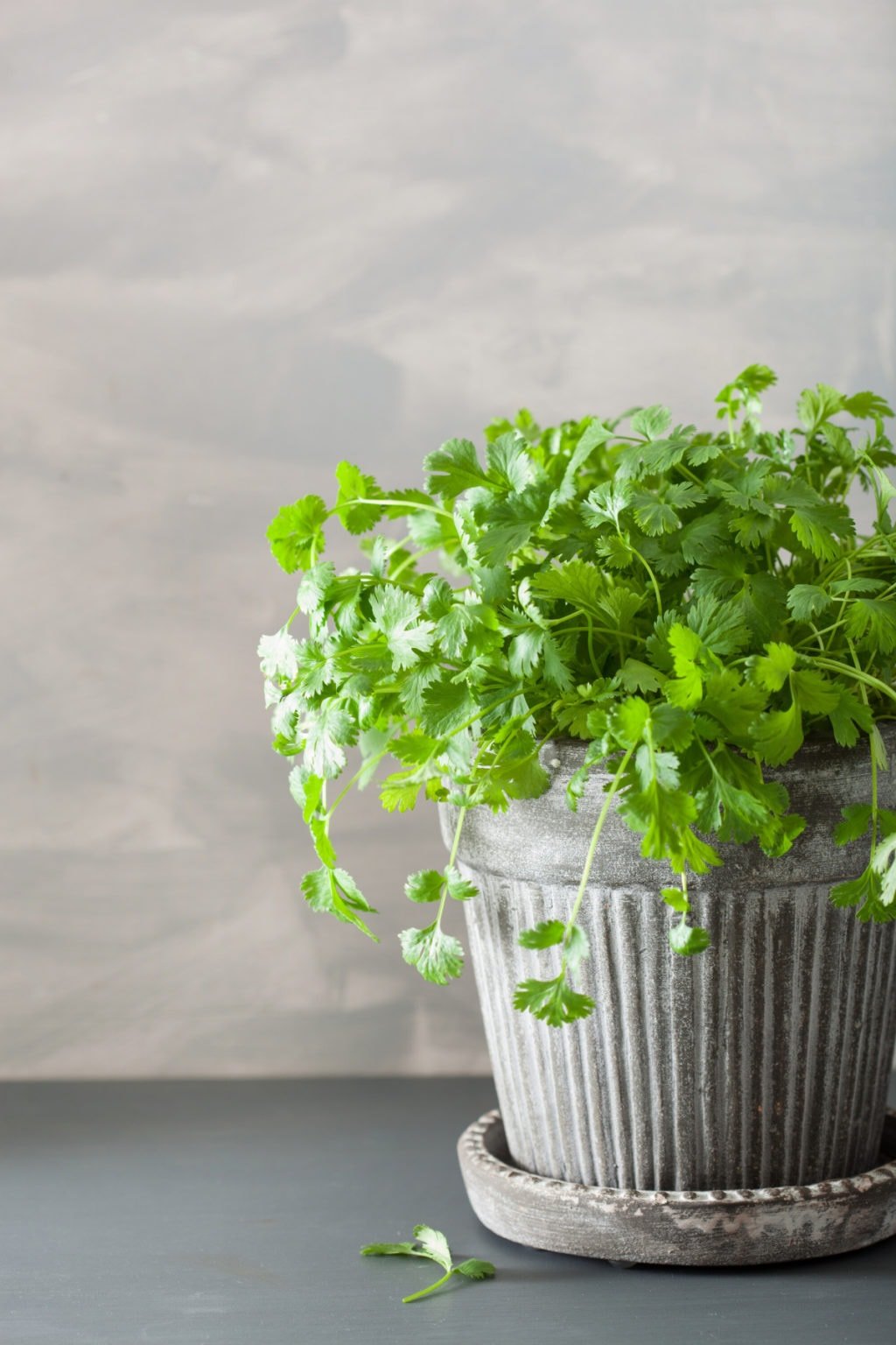 How to Freeze Cilantro - Healthier Steps