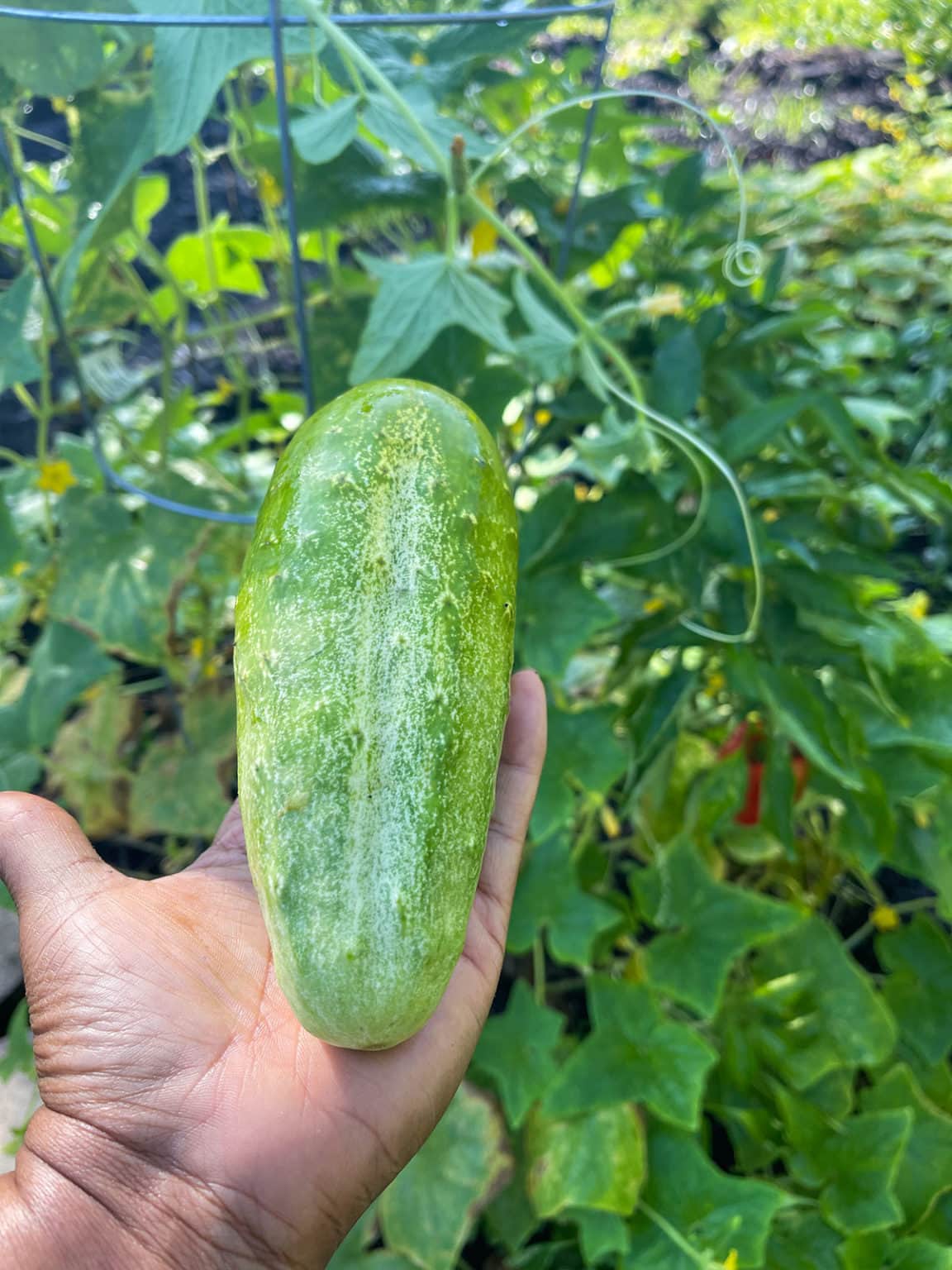 How to Grow Cucumbers - Healthier Steps