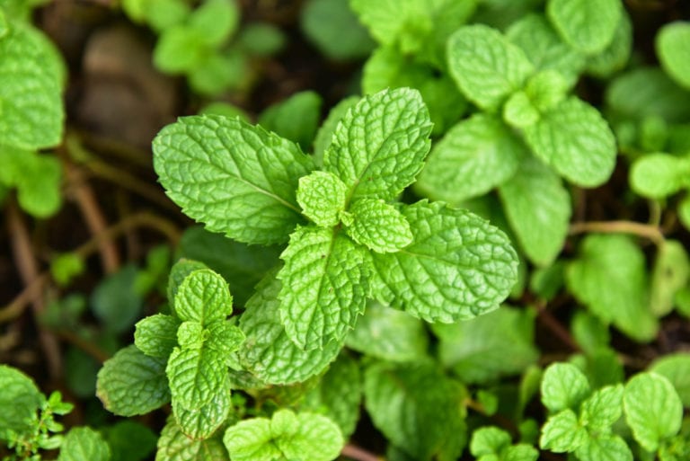 15 Natural Remedies for Headaches - Healthier Steps