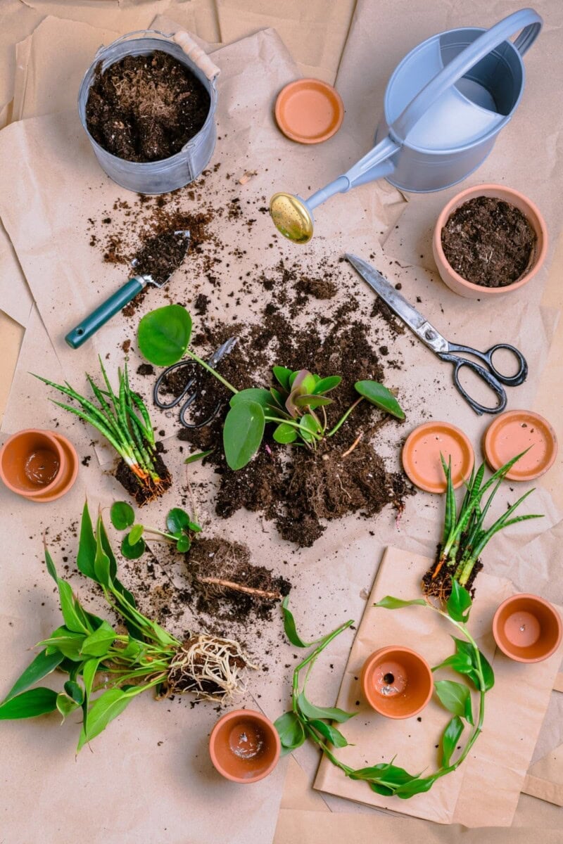 How To Propagate Plants Healthier Steps
