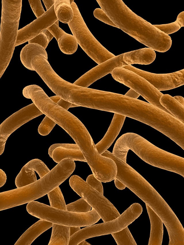 Candida Overgrowth Symptoms You Should Never Ignore - Healthier Steps
