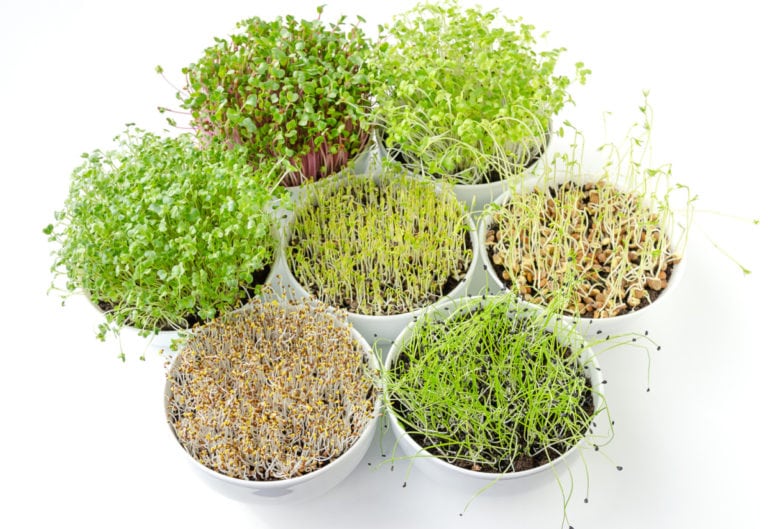 How To Grow Sprouts? - Healthier Steps