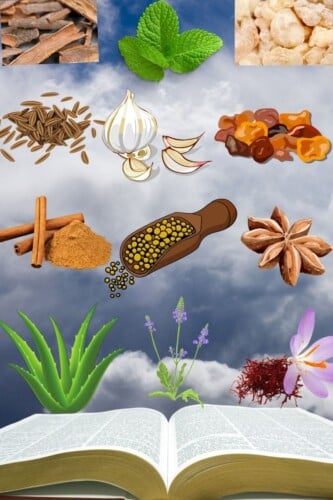 The 12 Healing Herbs of the Bible - Healthier Steps