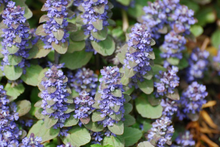 Ajuga Turkestanica - Healthier Steps