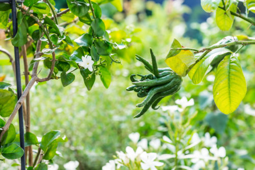 How to Grow Buddha’s Hand? - Healthier Steps