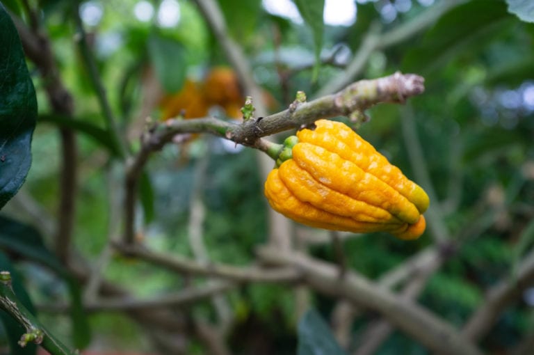 How to Grow Buddha’s Hand? - Healthier Steps