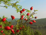 Rosehip Tea Benefits - Healthier Steps