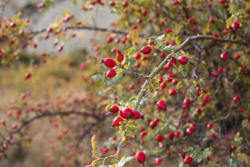 Benefits of Rosehips - Healthier Steps