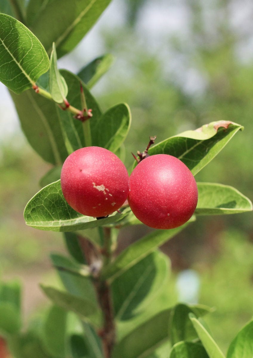 Health Benefits Of Miracle Fruit - Healthier Steps