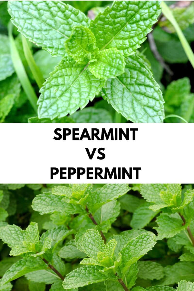 Spearmint Vs Peppermint Differences And Health Benefits Healthier Steps