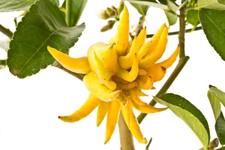 Buddha's Hand Fruit - Healthier Steps