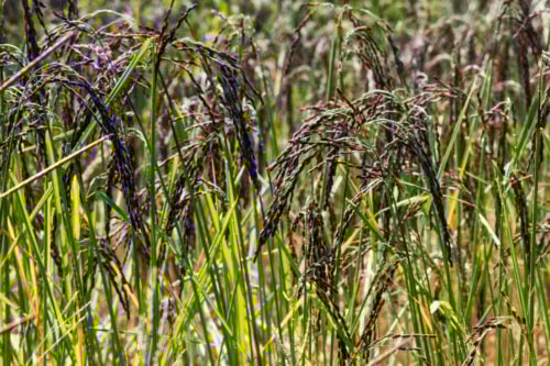8 Surprising Health Benefits of Black Rice - Healthier Steps