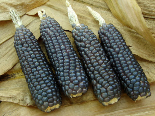 Is Corn Good For You? - Healthier Steps