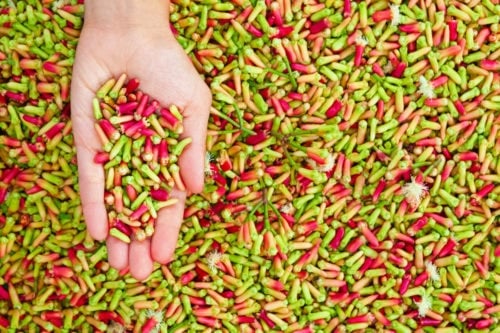 9 Incredible Health Benefits of Cloves - Healthier Steps