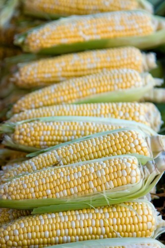 Is Corn Good For You? - Healthier Steps