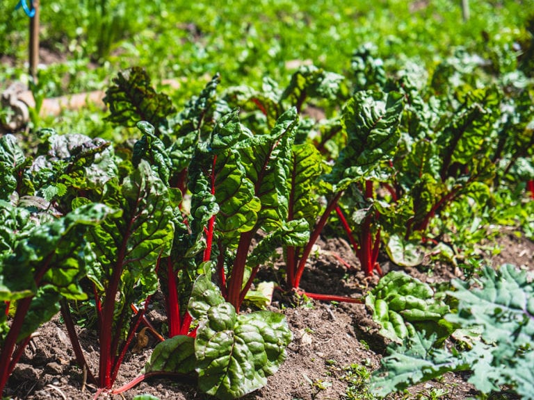 6 Best Foods High in Sulfur - Healthier Steps