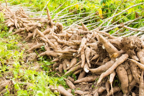 11 Reasons Why Yuca is Incredibly Good for You! - Healthier Steps
