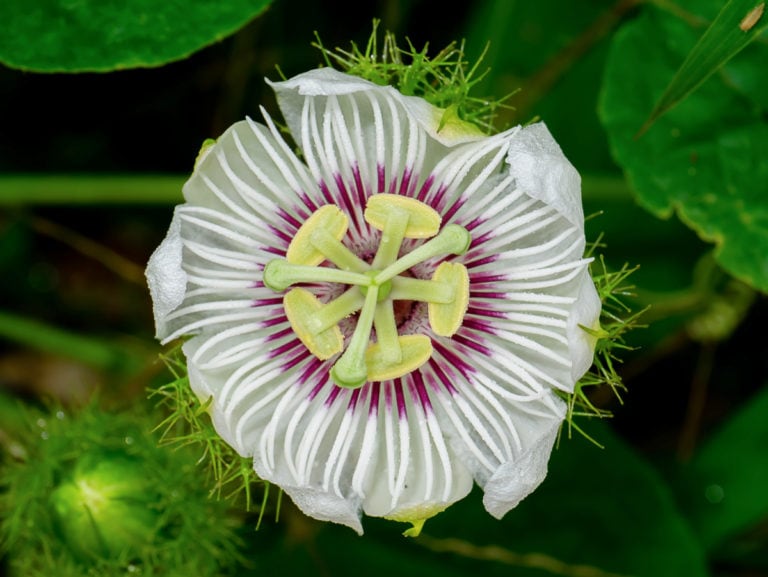 What Is Granadilla? - Healthier Steps