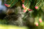 Top 11 Health Benefits of Pine Pollen - Healthier Steps
